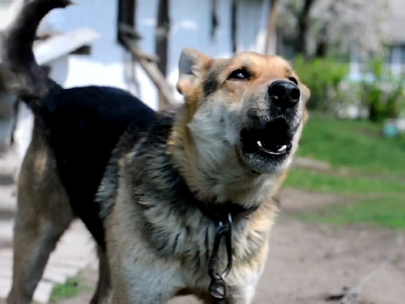 Besnilo kod pasa - Kako prepoznati prve simptome?